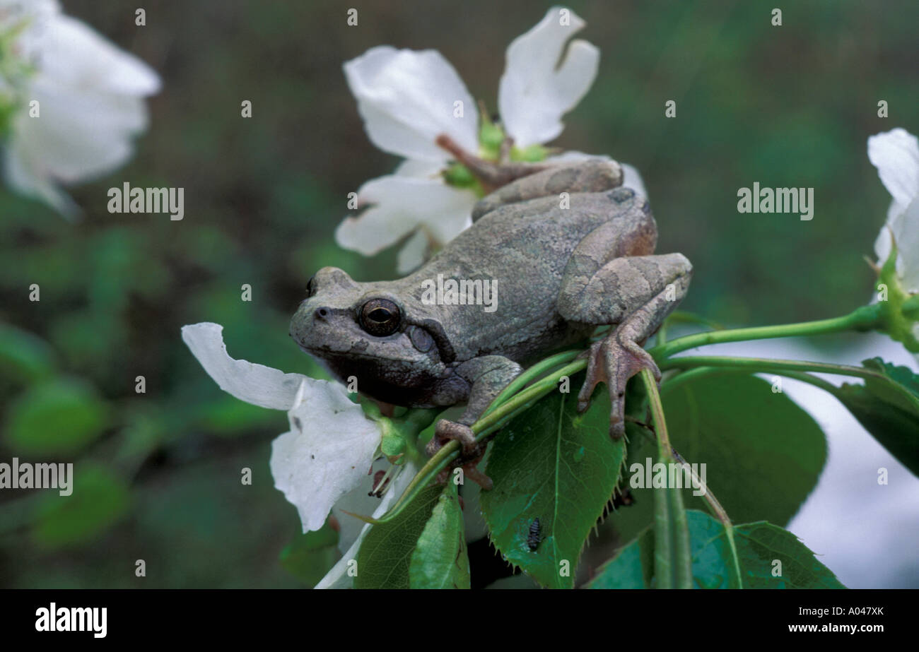 Japanese tree frog hi-res stock photography and images - Alamy