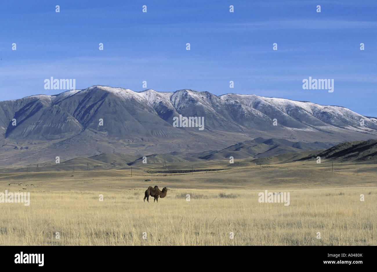 Steppe russia hi-res stock photography and images - Alamy