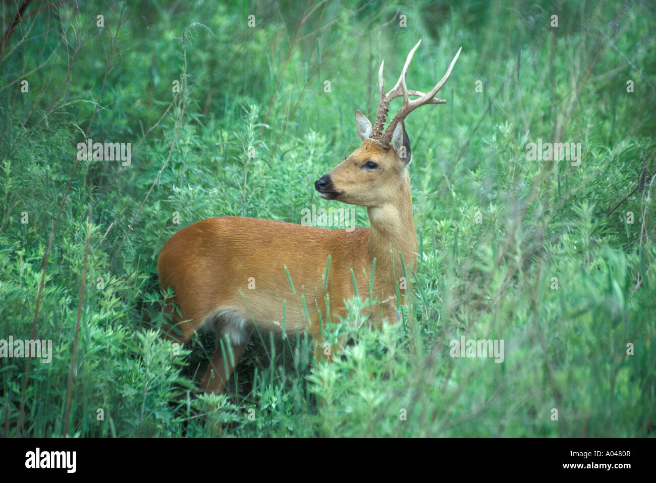 Siberian Roe Deer / Capreolus pygargus. Ussuriland, Southern Far East ...