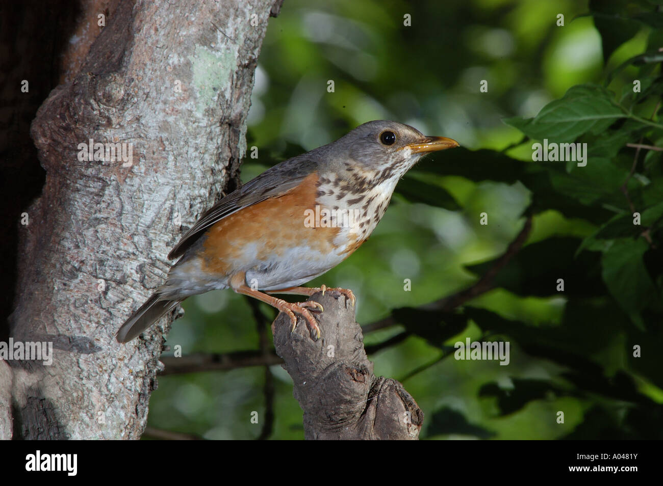 Hortulorum hi-res stock photography and images - Alamy