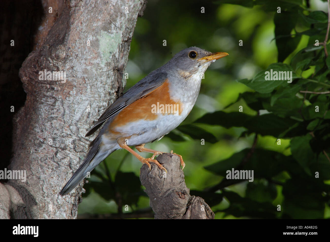 Hortulorum hi-res stock photography and images - Alamy