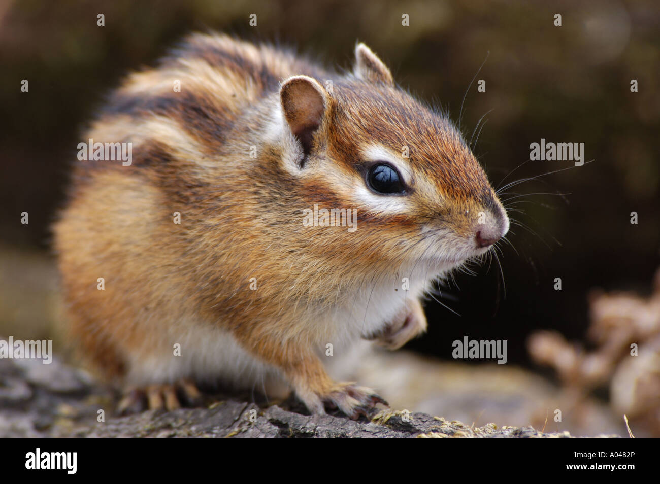 Siberian Chipmunk / Tamias sibiricus. North-Ussuriland Russia Stock ...