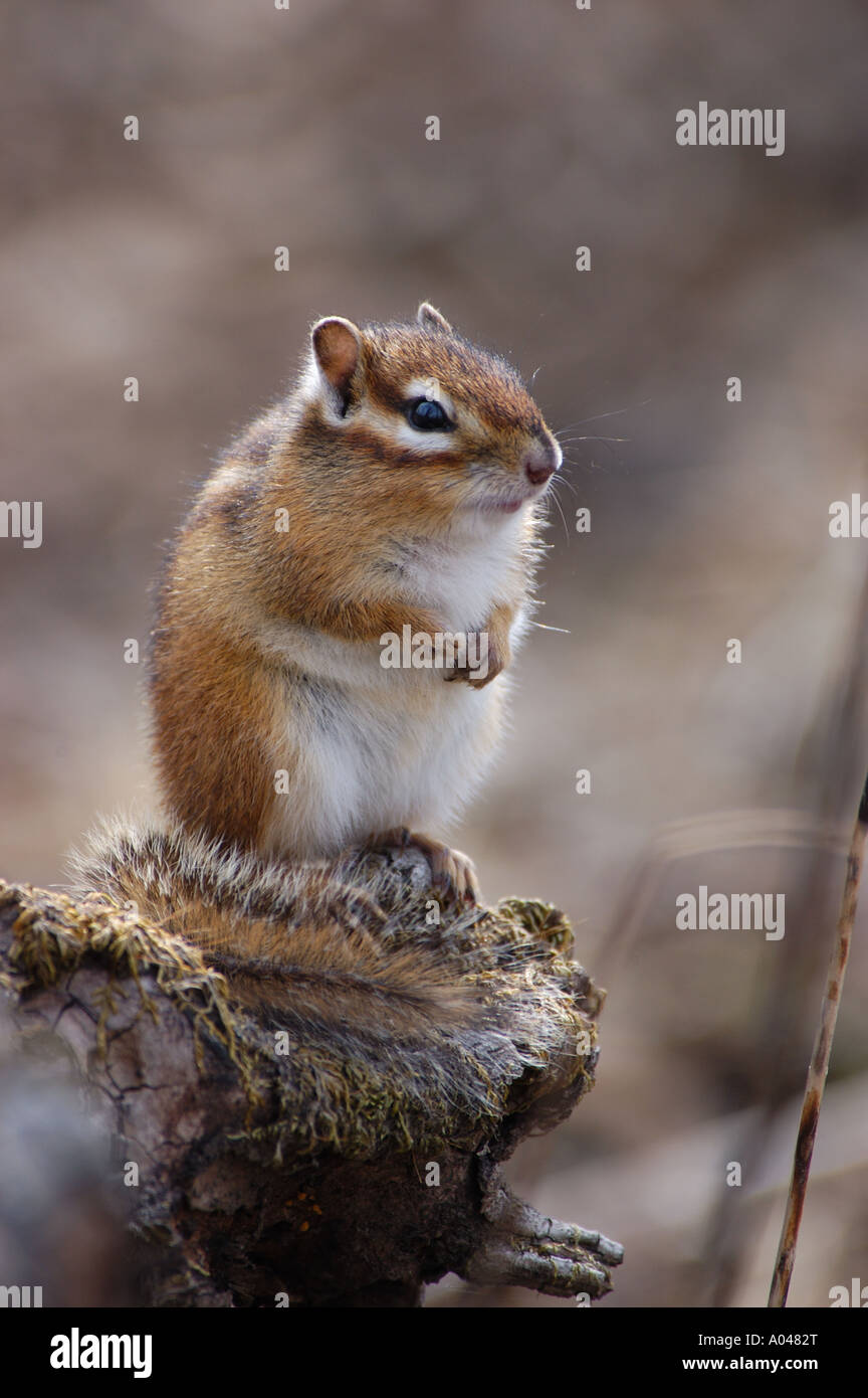 Siberian Chipmunk / Tamias sibiricus. North-Ussuriland Russia Stock ...