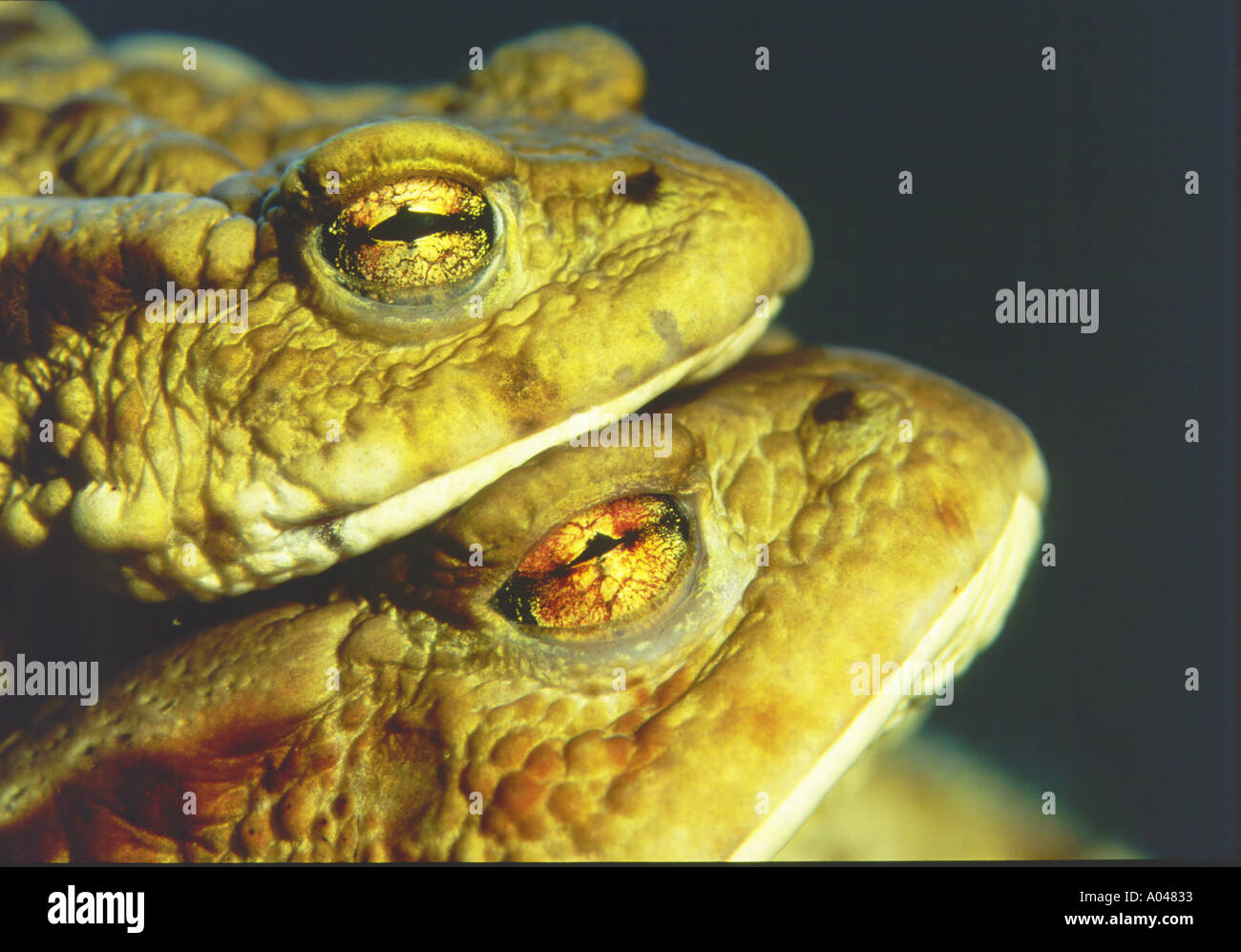 Marine toads hi-res stock photography and images - Alamy