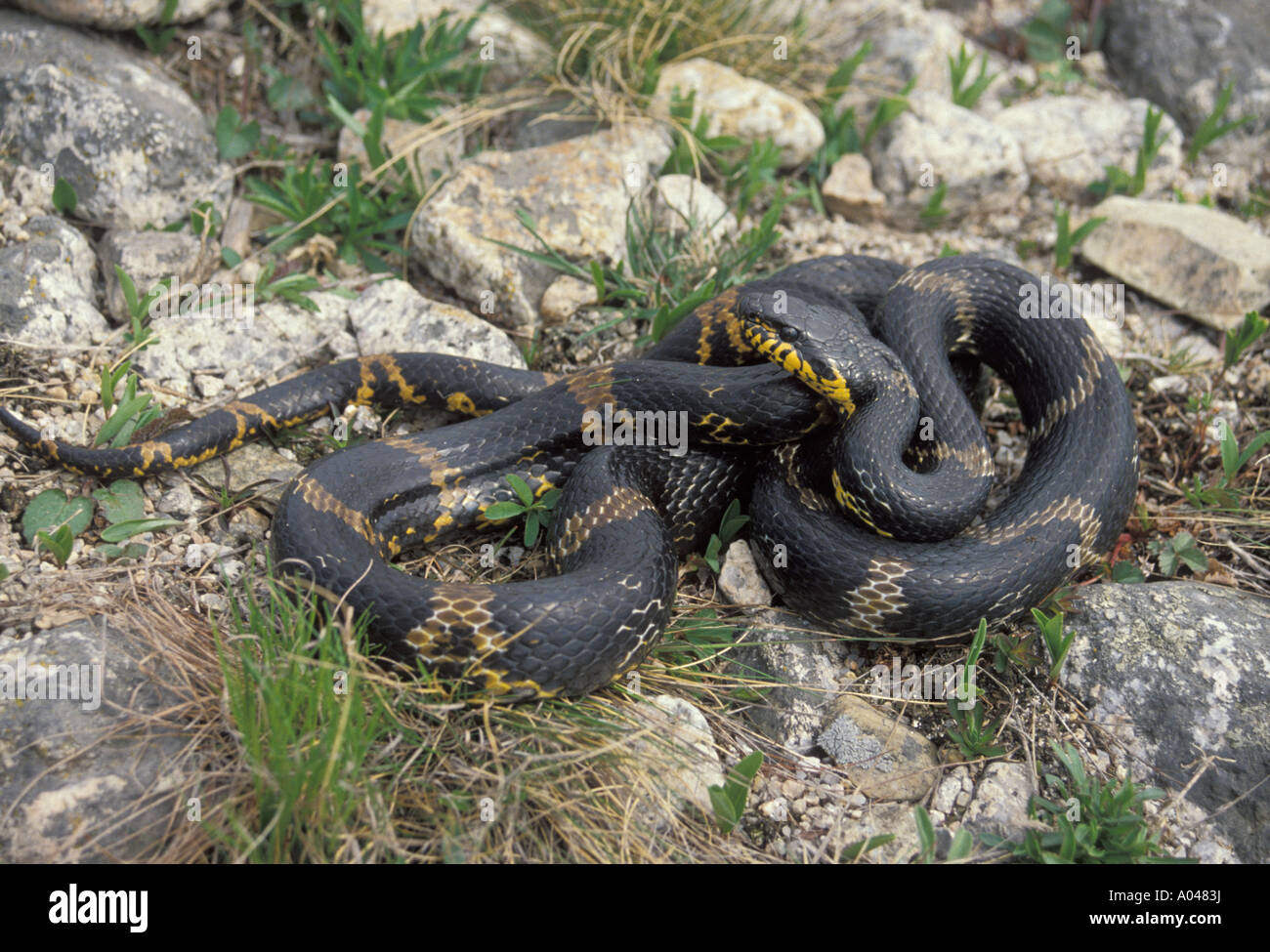 Russian Rat snake / Elaphe schrenki, Ussuriland, Southern Far East of ...