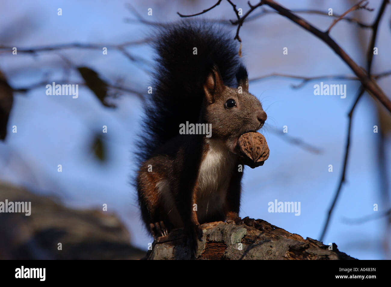 Eurasian red squirrel / Sciurus vulgaris. Ussuriland, Southern Far East ...