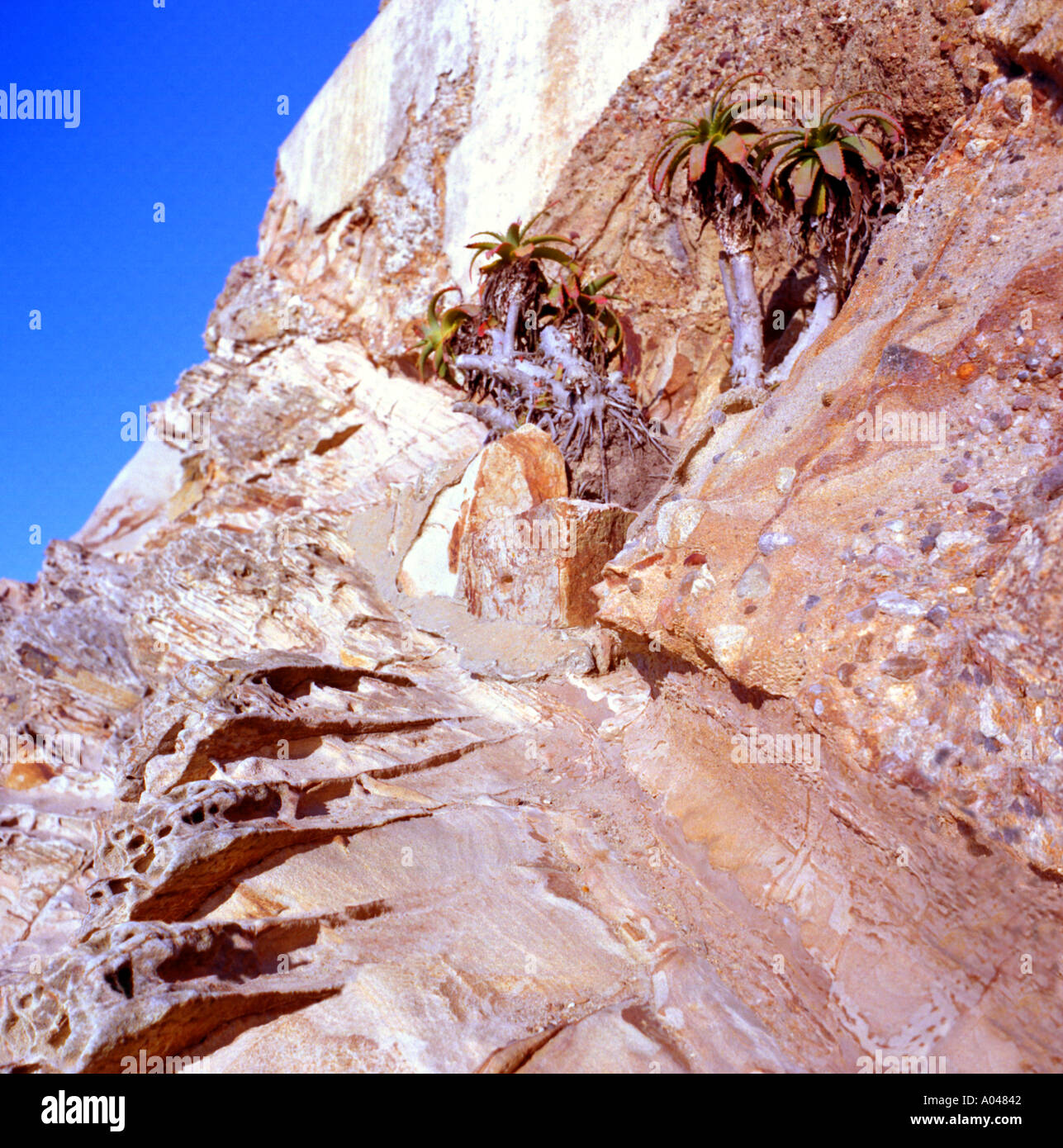 Catcus and Rocks Stock Photo - Alamy