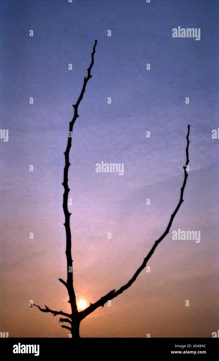 Sun Setting Between Branches Stock Photo - Alamy