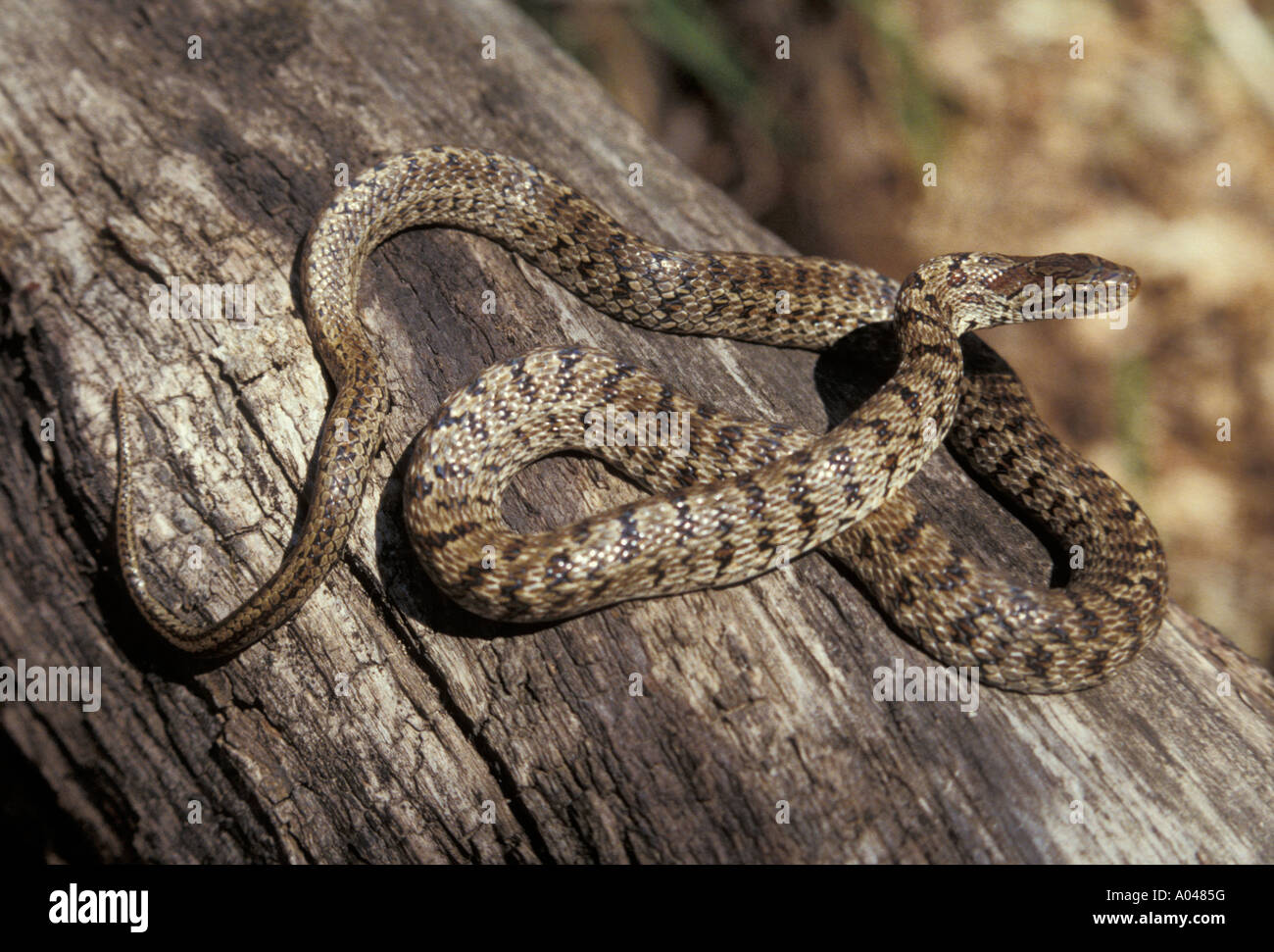 Dione snake hi-res stock photography and images - Alamy