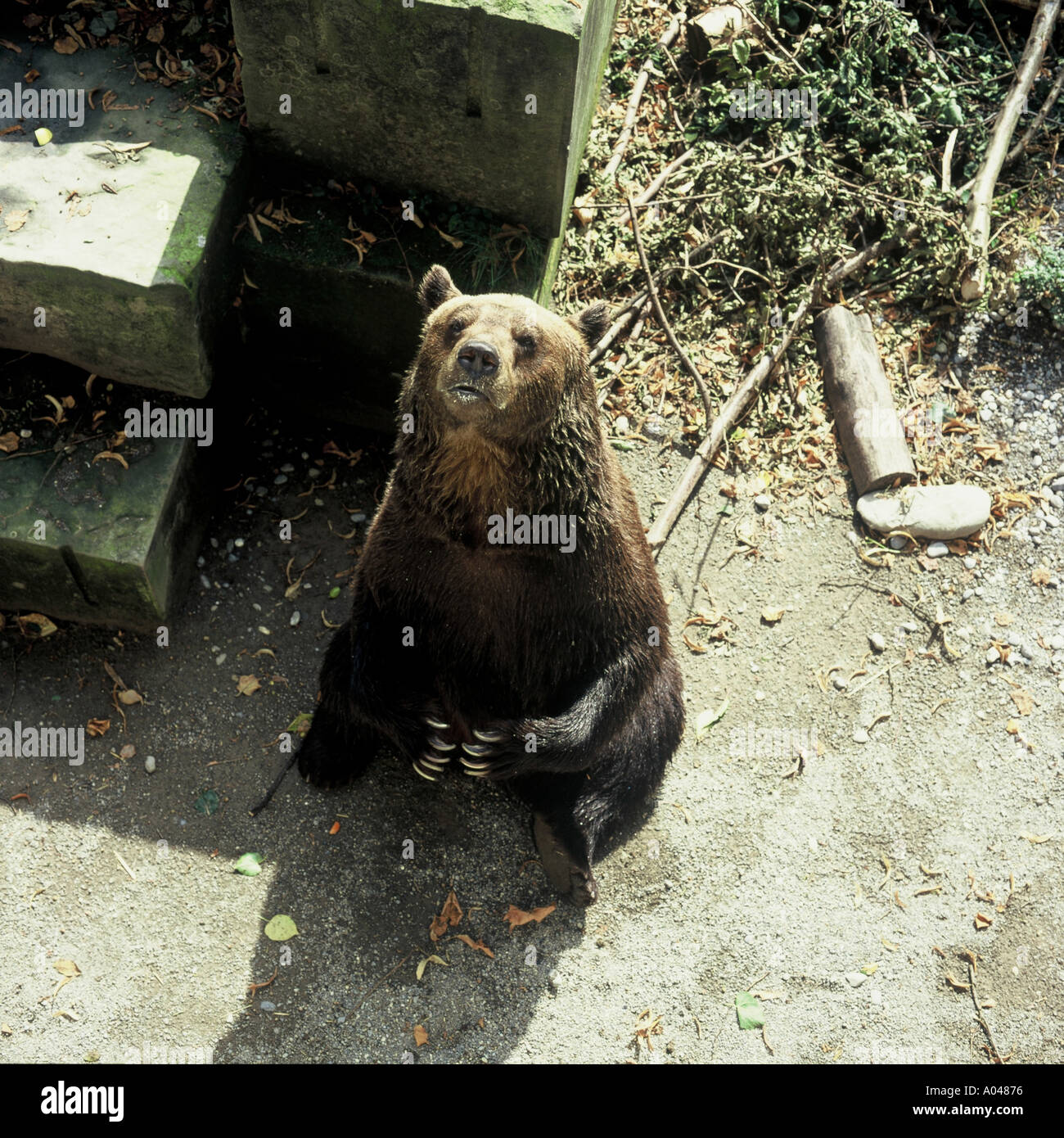 Bear in Bear Pit at Bern Stock Photo - Alamy