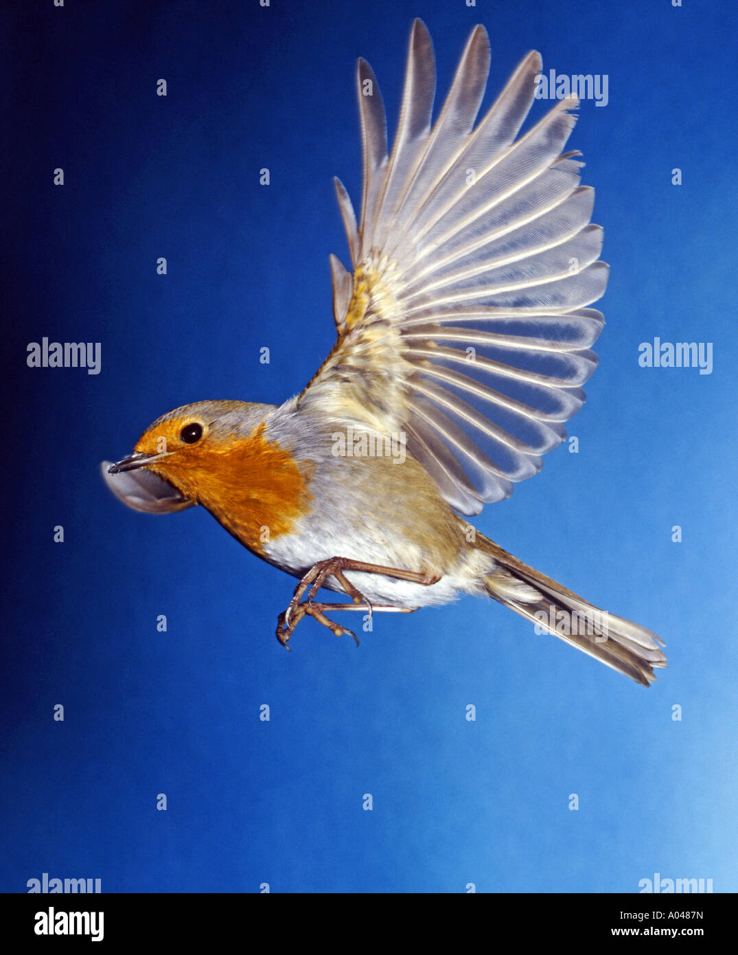 Robin in flight hi-res stock photography and images - Alamy