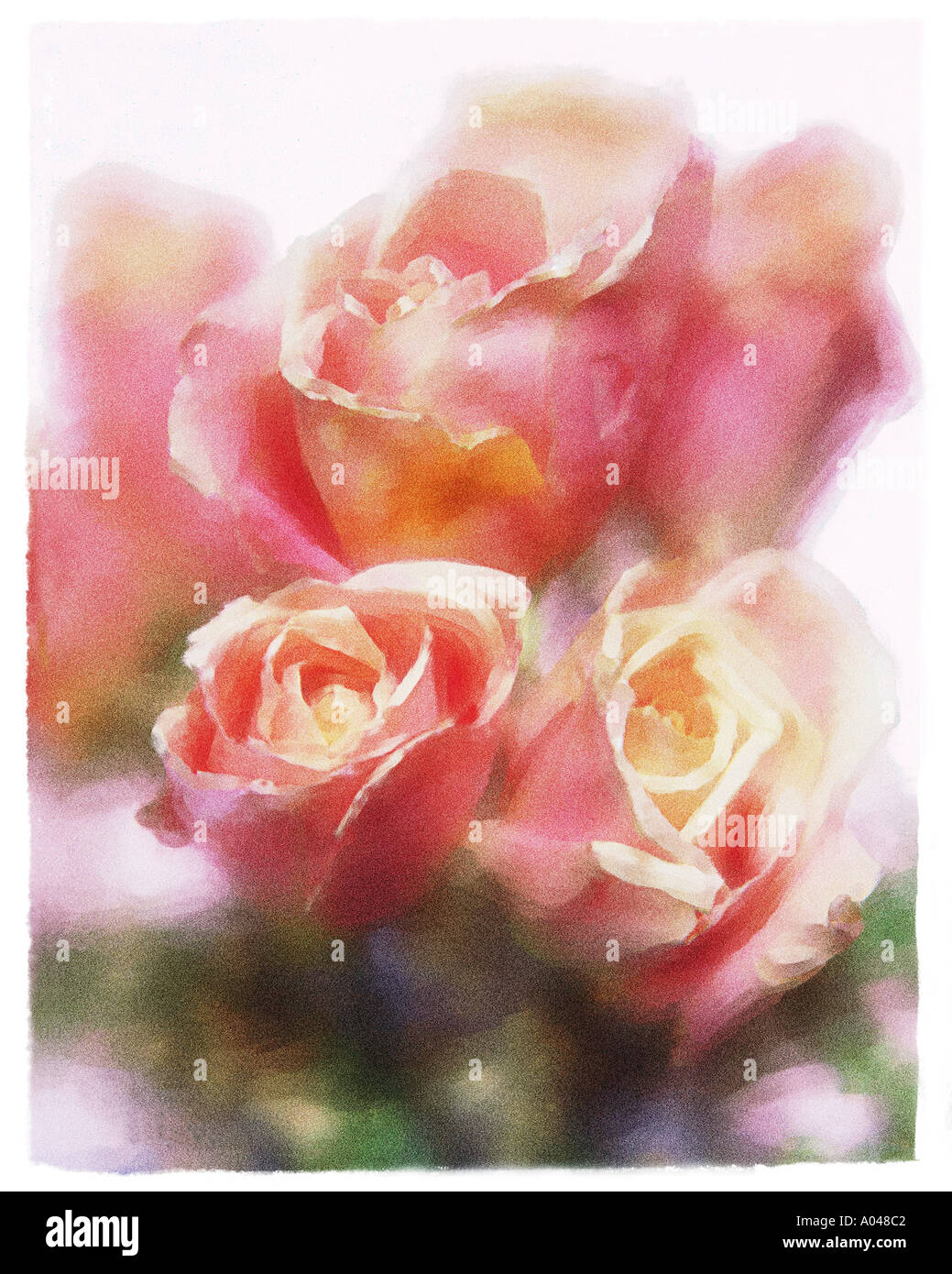 Roses still life hi-res stock photography and images - Alamy