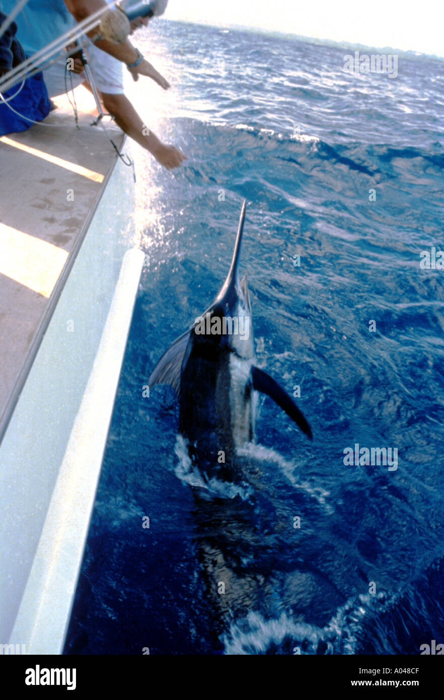Deep sea fishing in the Caribbean Stock Photo - Alamy