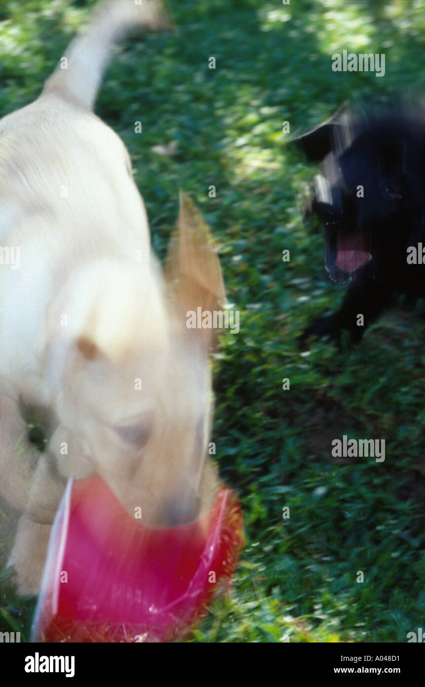 Two Labrador Retriever puppies at play Stock Photo - Alamy