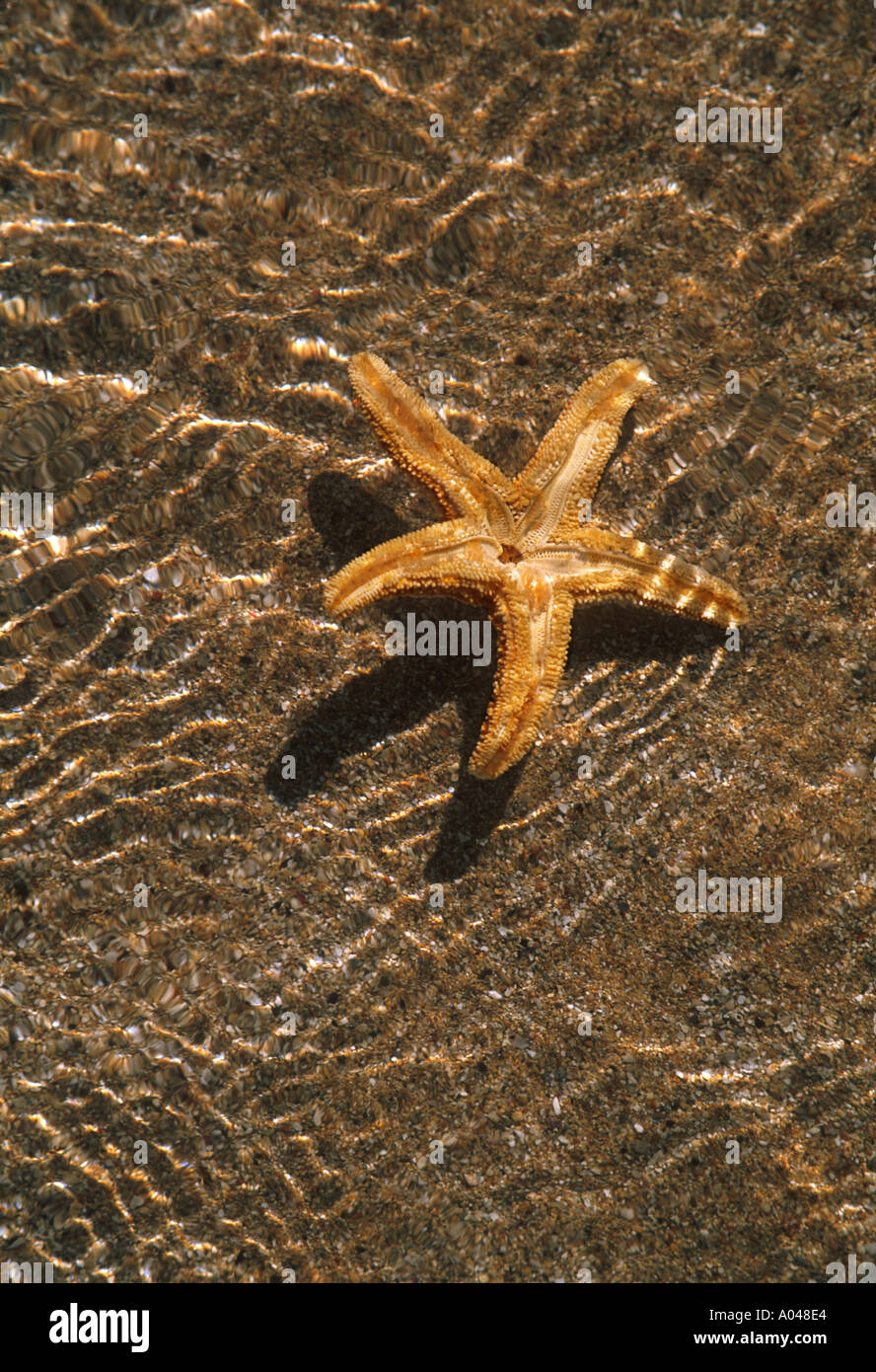 Puerto rico star fish hi-res stock photography and images - Alamy