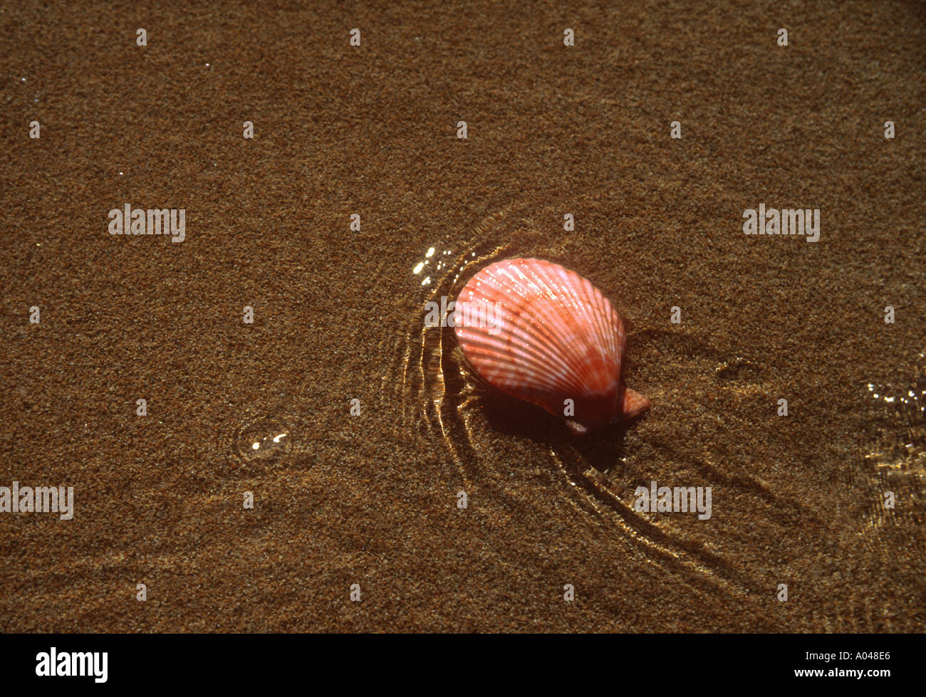 single seashell on sandy beach Stock Photo - Alamy