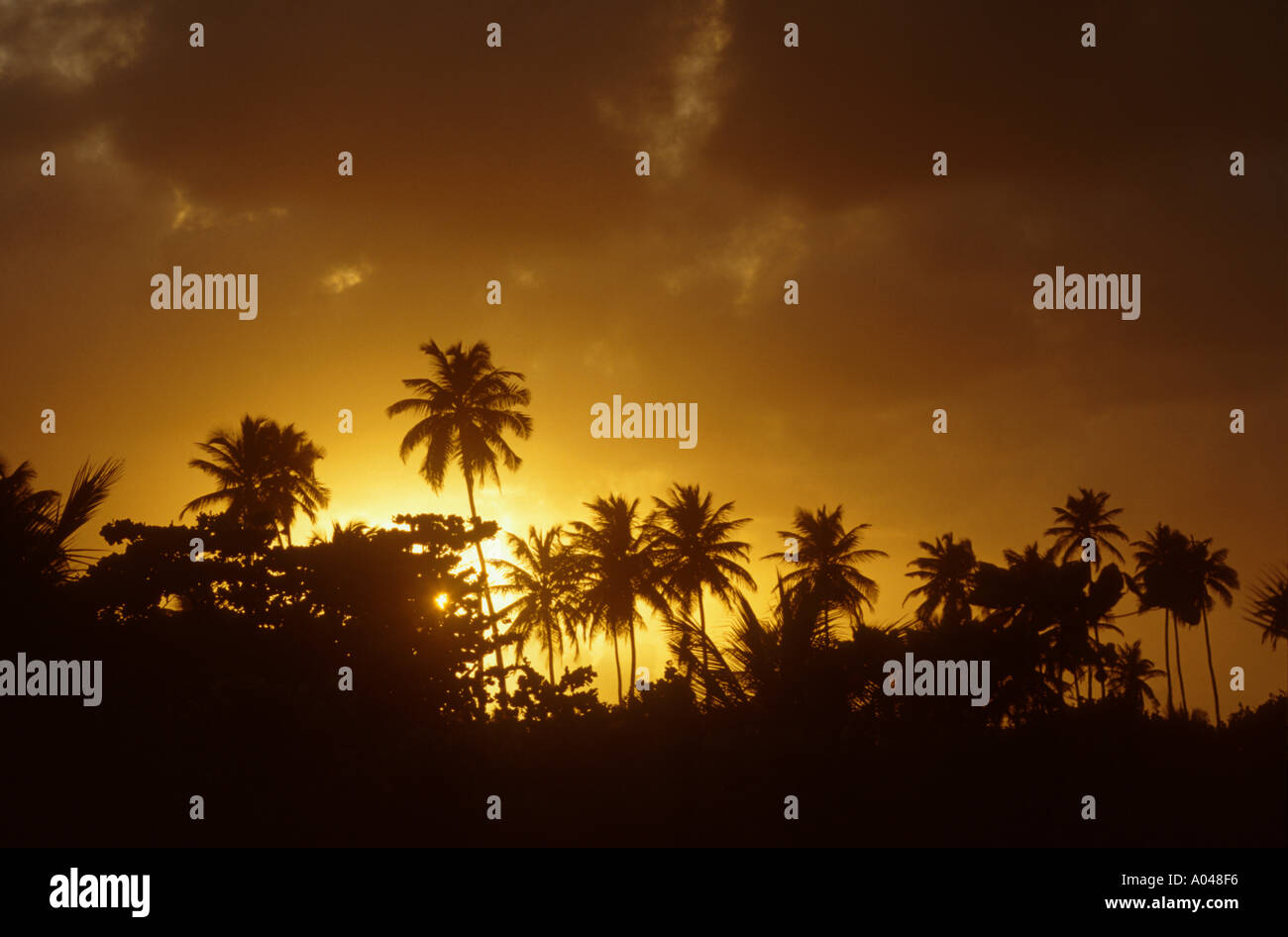 tropical palms against sunset Stock Photo - Alamy