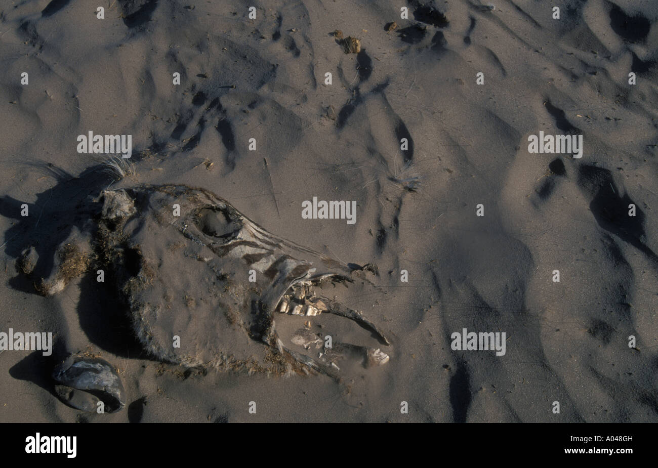 Zebra skeleton hi-res stock photography and images - Alamy