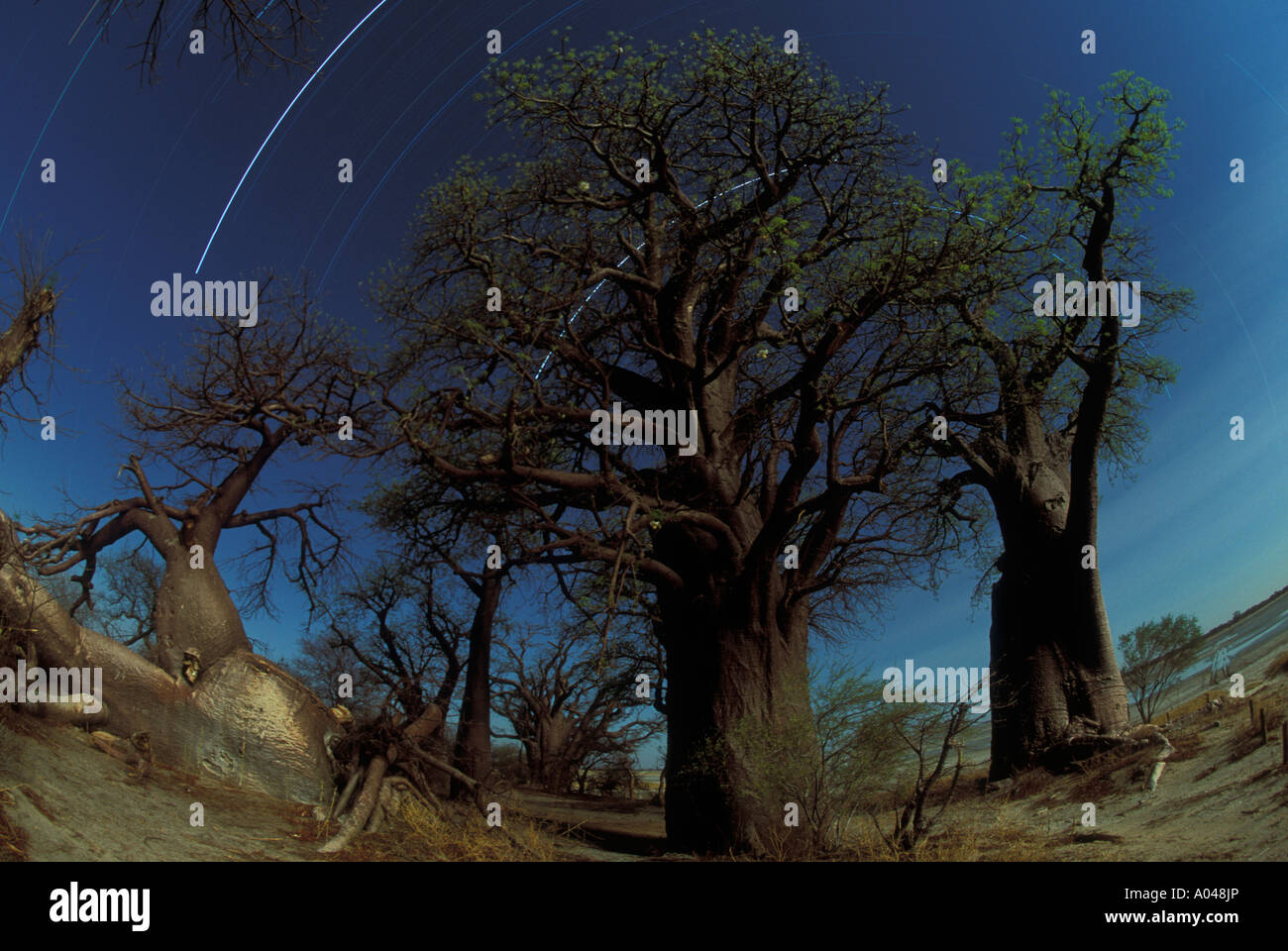 Botswana, Nxai Pan National Park, Stars circle above Baines Baobab ...
