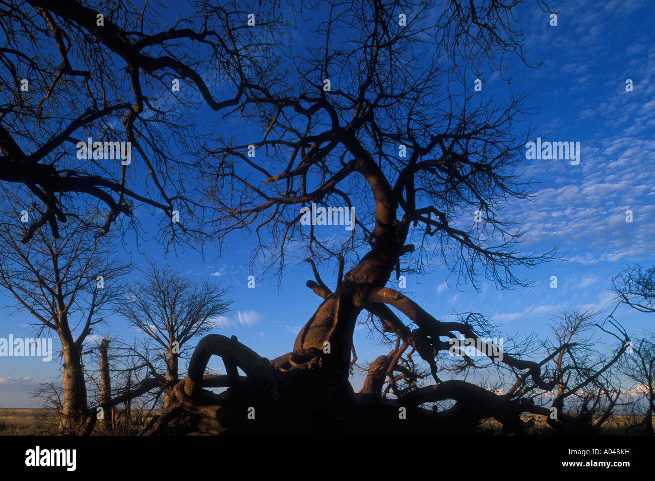 Botswana, Nxai Pan National Park, Setting sun lights tangled branches of Baines Baobabs ...
