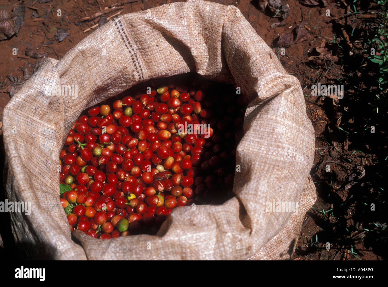 Africa, Kenya, Ruira, Close-up of bag of Arabica coffee beans harvested ...