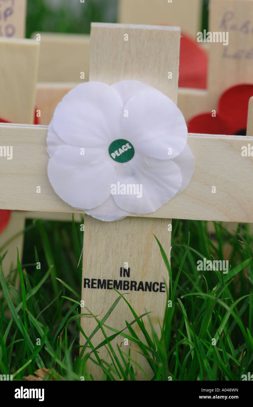 Remembrance Day white poppy on wooden cross symbolising Peace Stock ...