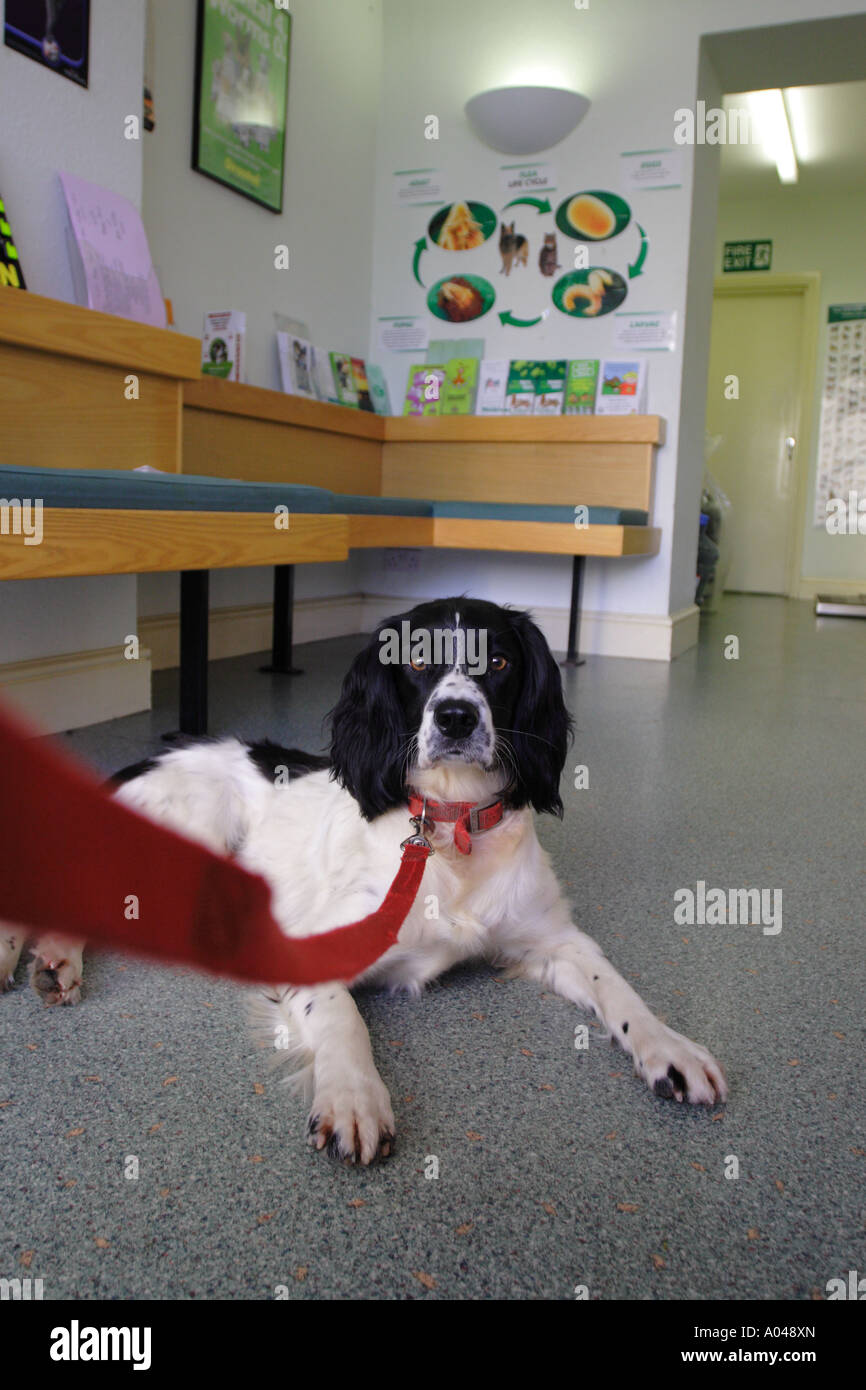 English vet hi-res stock photography and images - Alamy