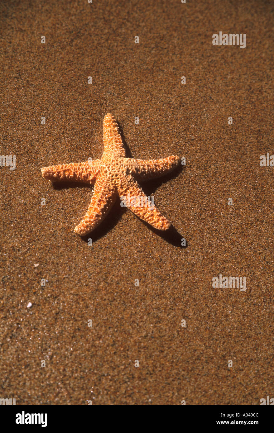 Puerto rico star fish hi-res stock photography and images - Alamy