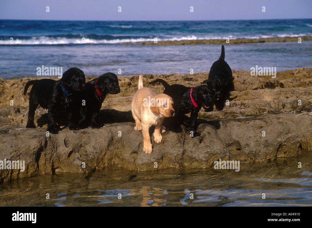 5 Labrador Retriever puppies on reef in caribbean Stock Photo - Alamy