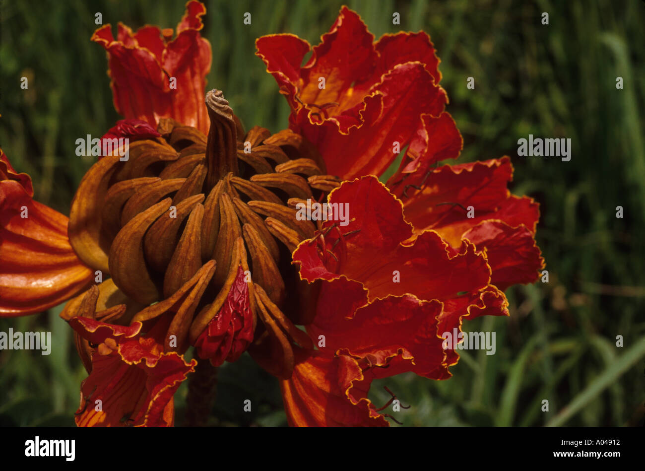 Tulipan africano hi-res stock photography and images - Alamy