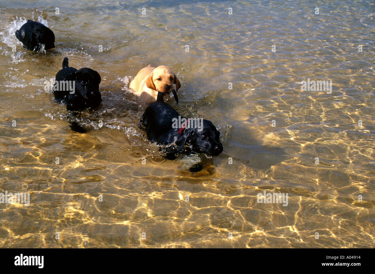 4 Labrador puppies play in the ocean Stock Photo - Alamy