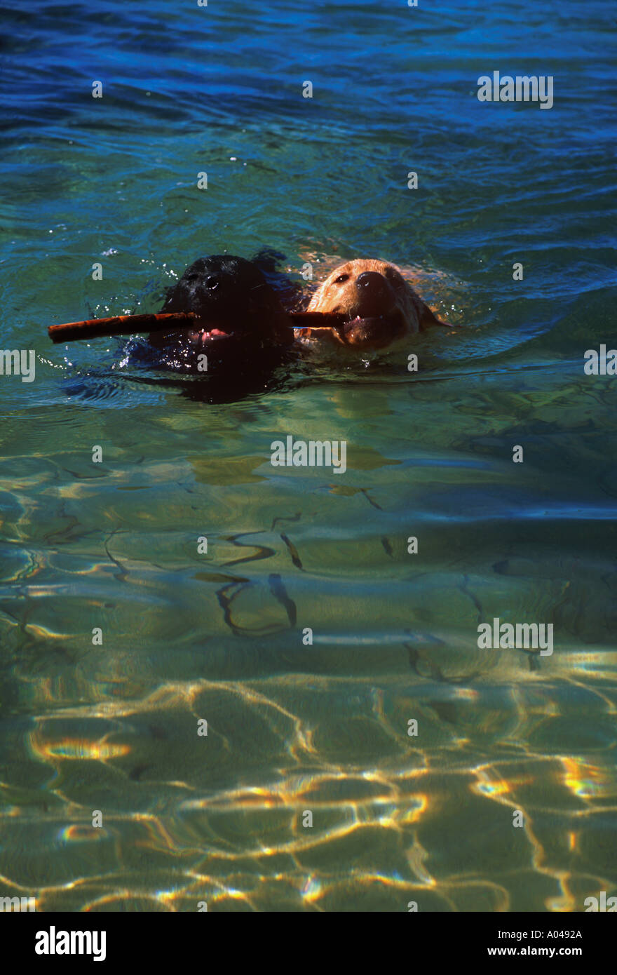 Black labrador retriever retrieving a stick hi-res stock photography ...