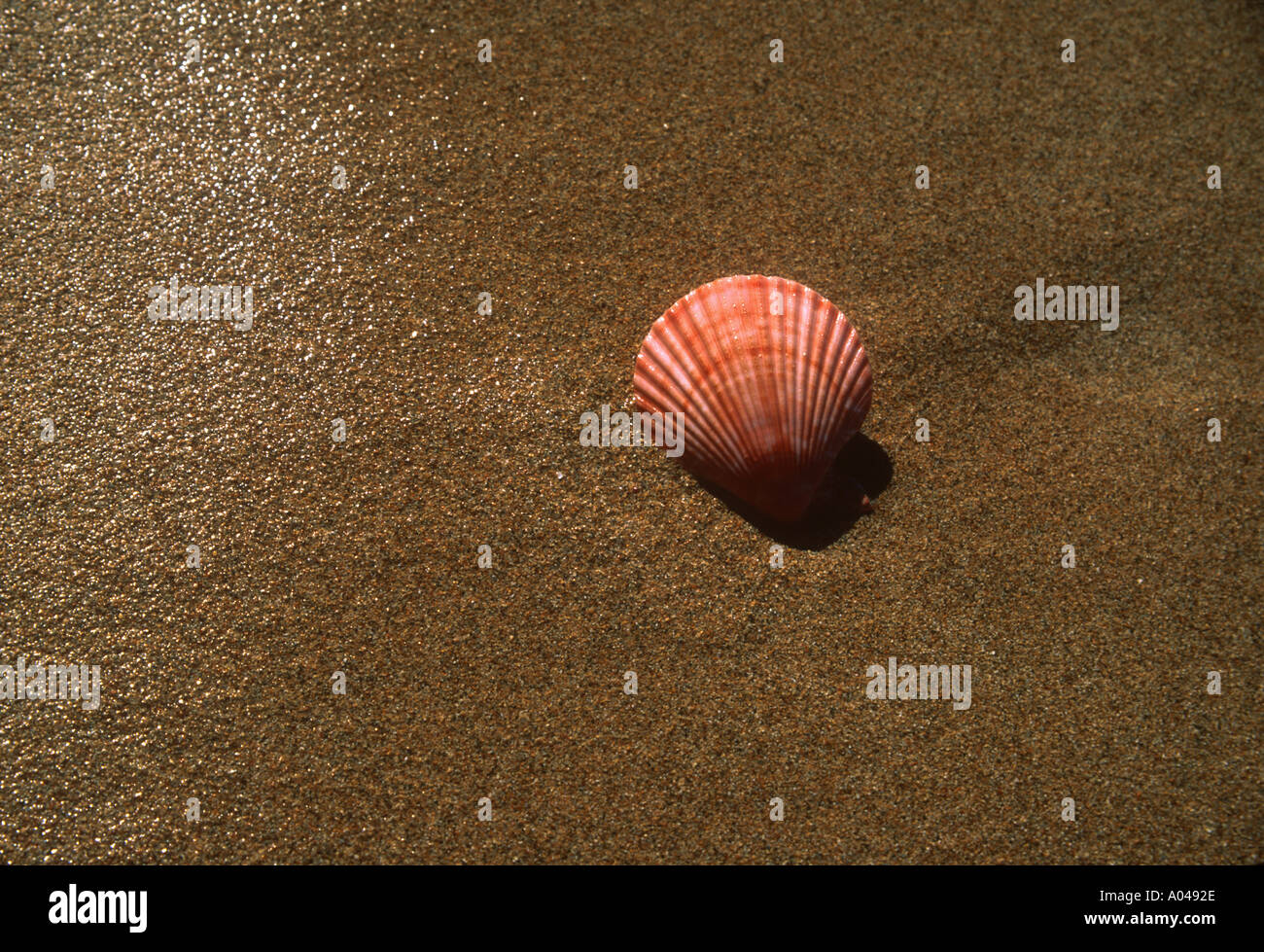 single seashell on sandy beach Stock Photo - Alamy