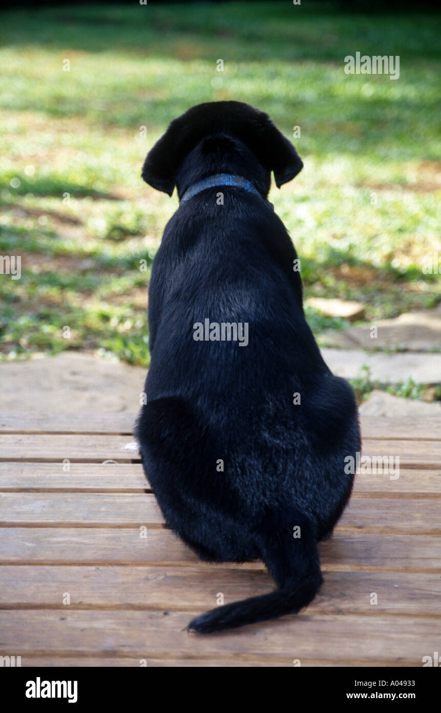 fat black puppy seen from behind Stock Photo - Alamy