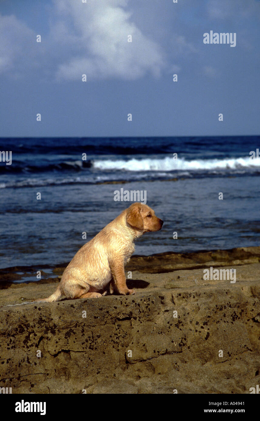 Yellow Labrador Retriever puppy at beach Stock Photo - Alamy
