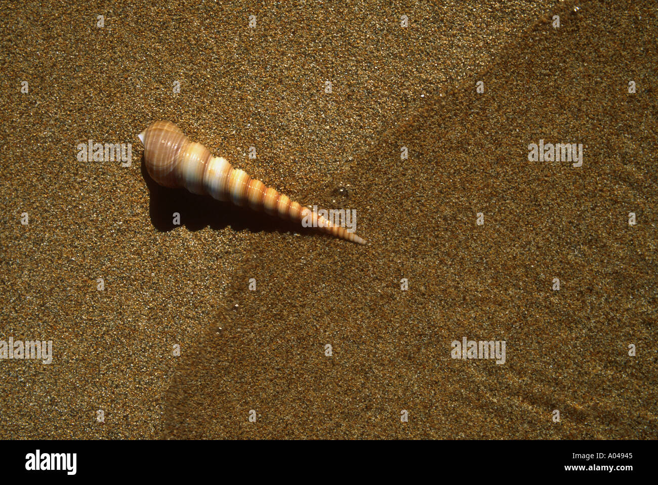 single seashell on sandy beach Stock Photo - Alamy