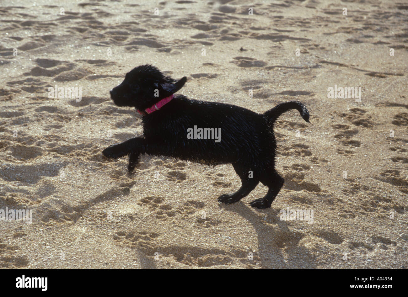 Black Lab puppy plays on the beach Stock Photo - Alamy