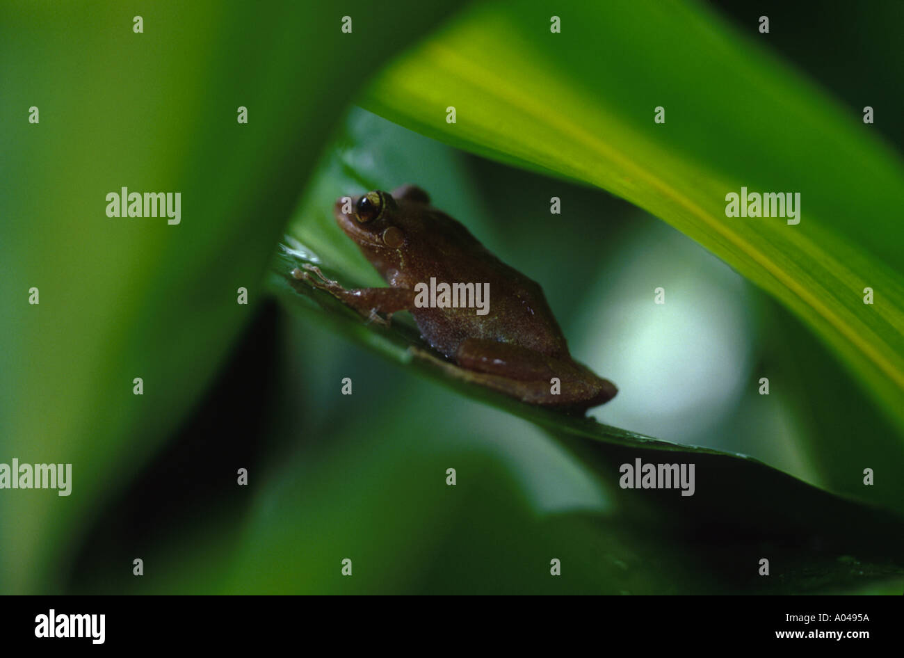 Coqui frog hi-res stock photography and images - Alamy