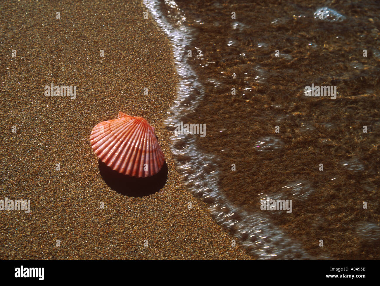 single seashell on sandy beach Stock Photo - Alamy