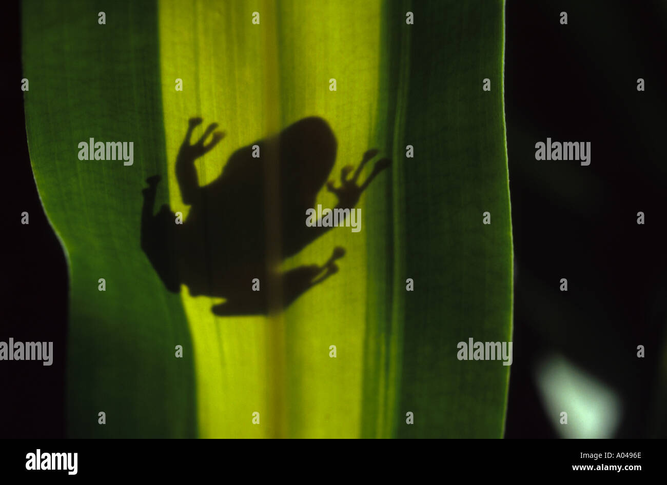 Puerto Rican Coqui on leaf Stock Photo - Alamy