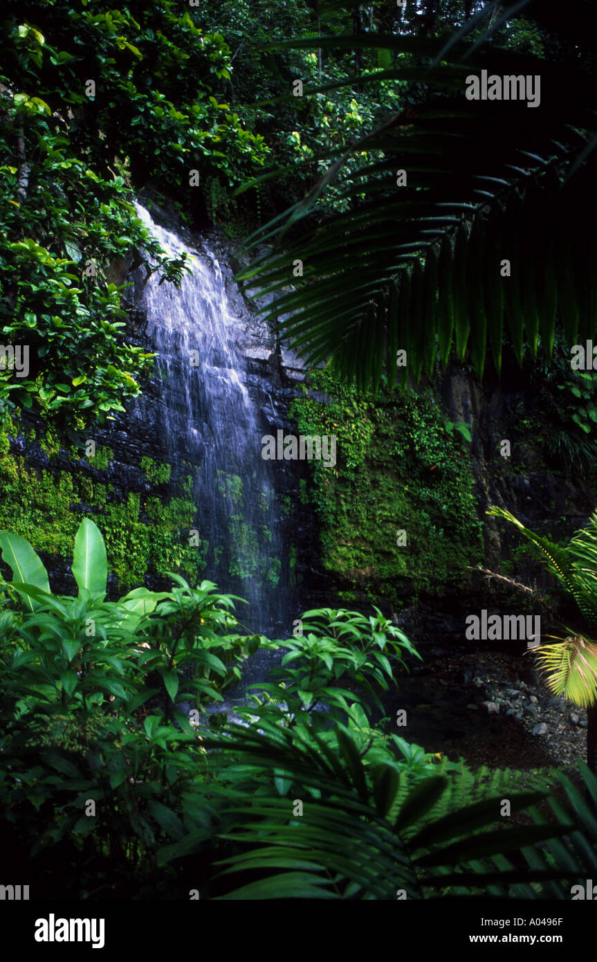 Waterfall in rainforest of Puerto Rico USA Stock Photo - Alamy