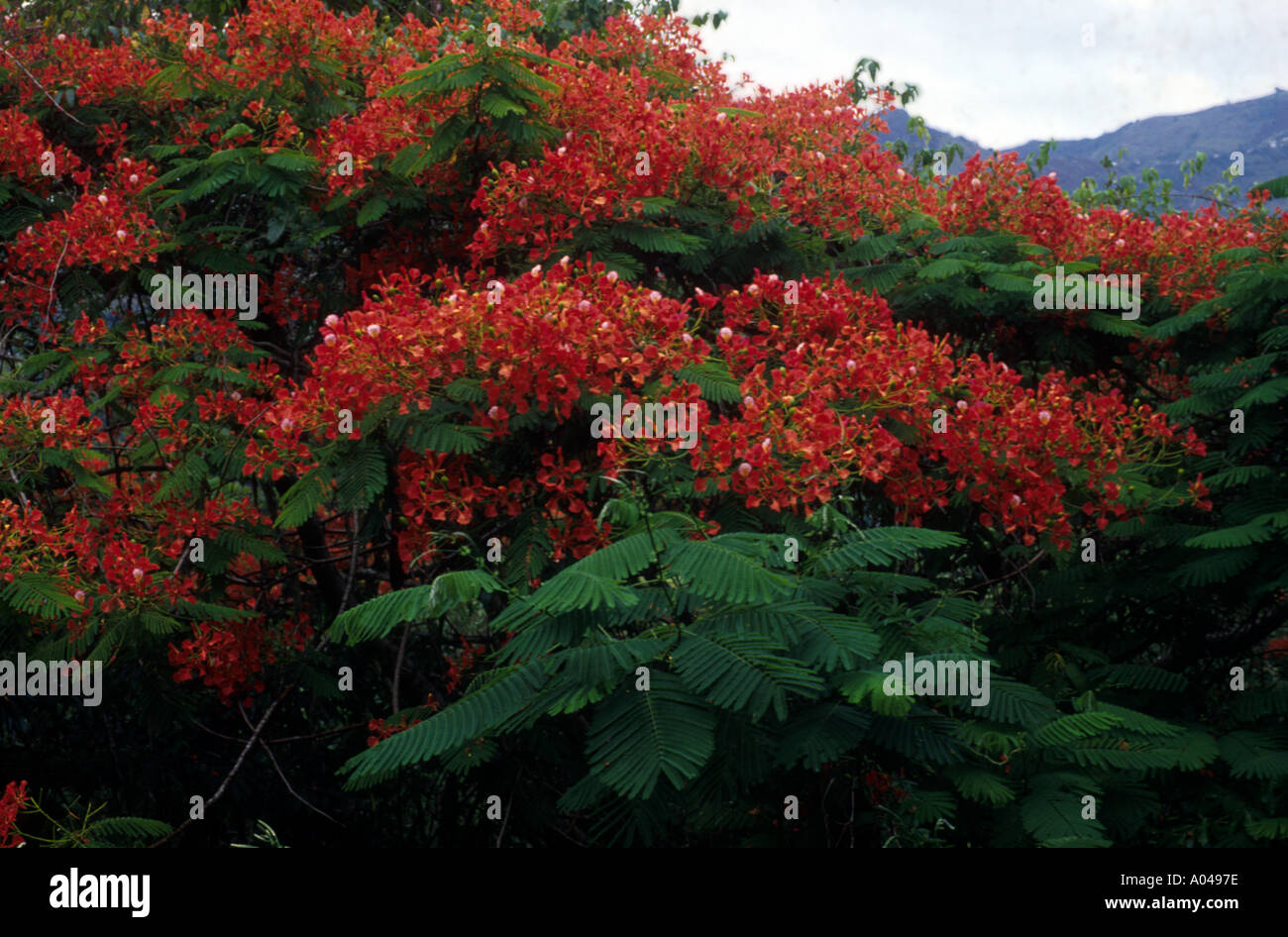 Flamboyan Tree in Puerto Rico mountains Stock Photo - Alamy