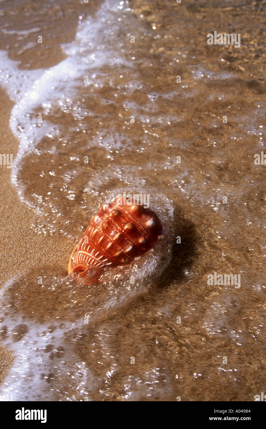 seashell splashed by wave on Caribbean beach Stock Photo - Alamy