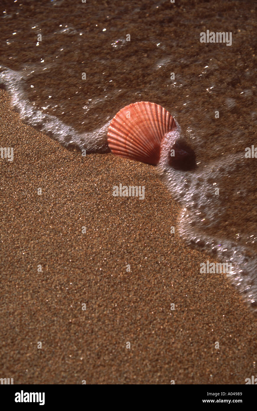 Seashell splashed by small wave on Caribbean beach Stock Photo - Alamy