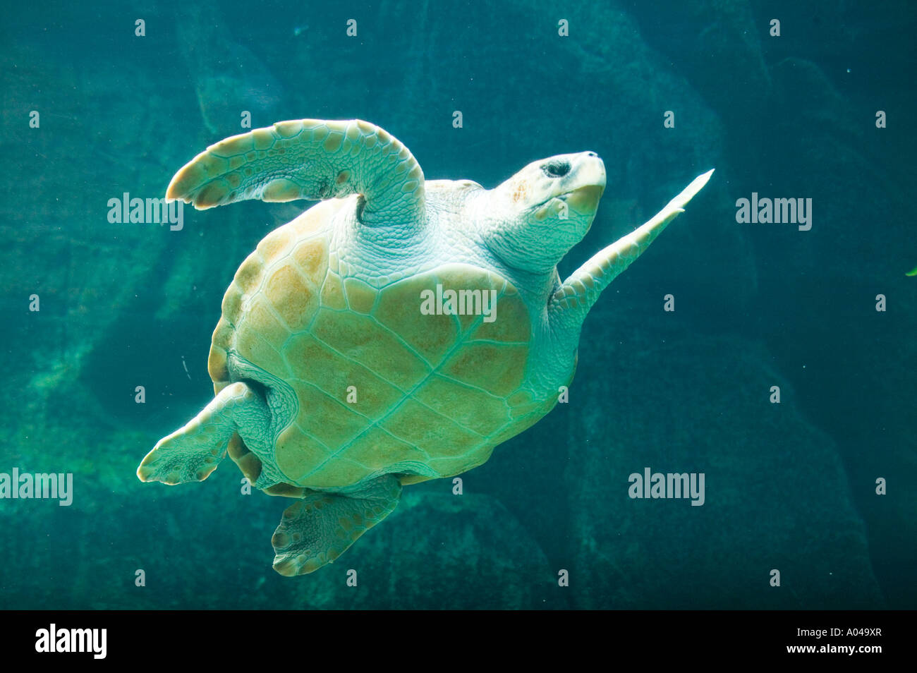 Leatherback turtle swimming hi-res stock photography and images - Alamy