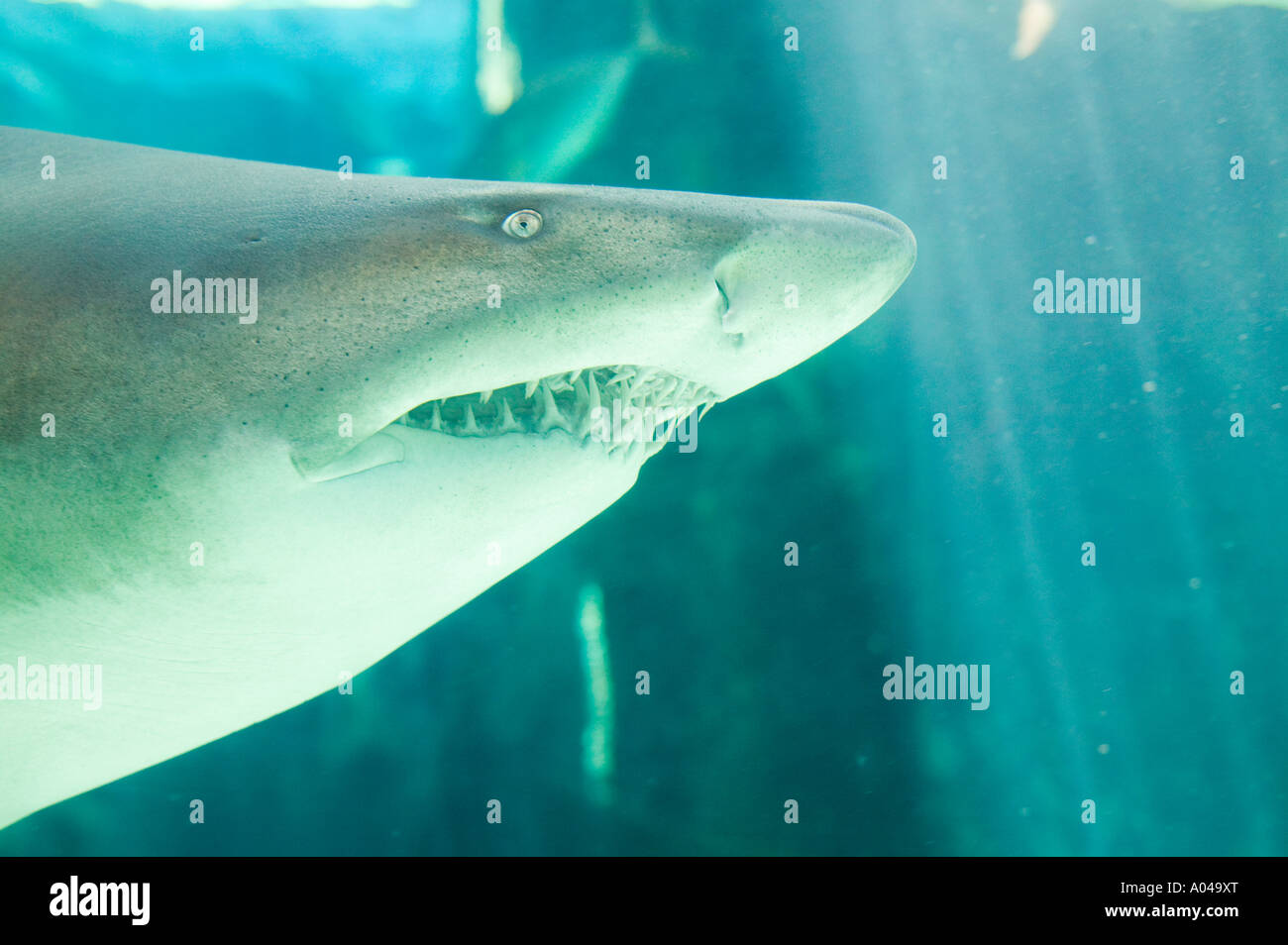 South Africa Cape Town Ragged Tooth Shark Odontaspis ferox swimming in ...
