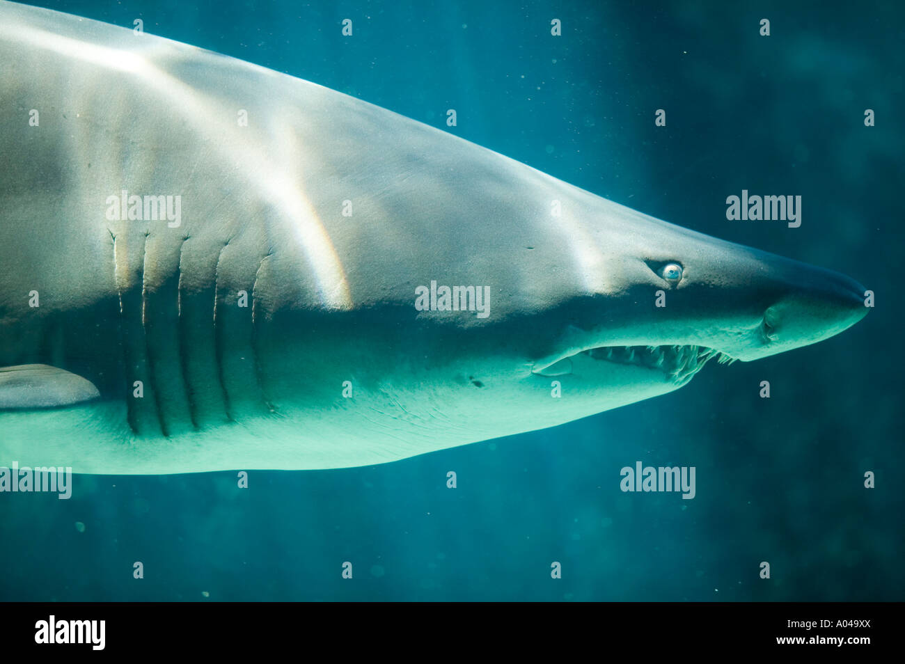 South Africa Cape Town Ragged Tooth Shark Odontaspis ferox swimming in ...