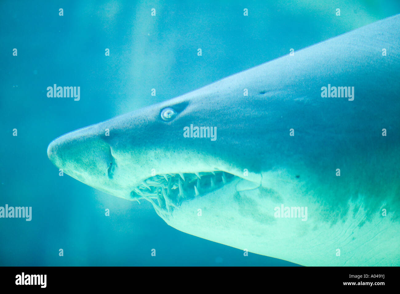 South Africa Cape Town Ragged Tooth Shark Odontaspis ferox swimming in ...
