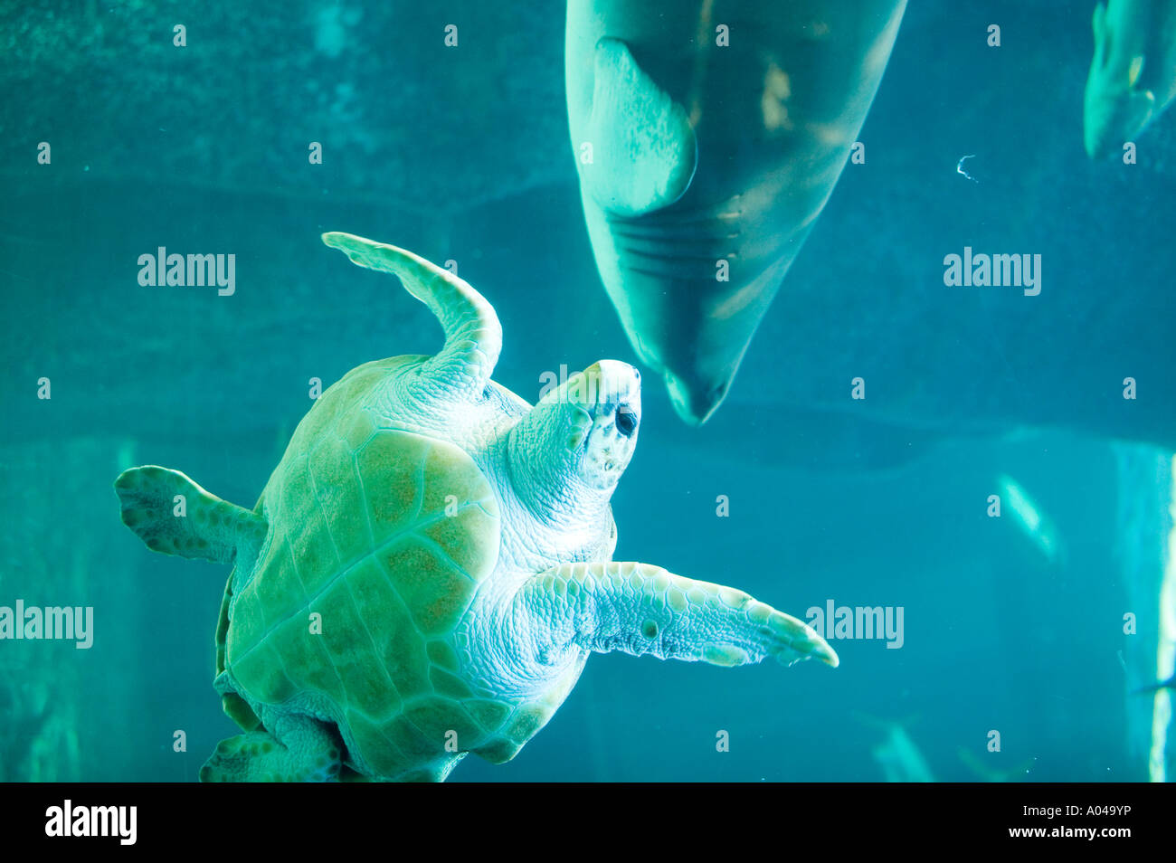 South Africa Cape Town Leatherback Turtle Dermochelys coriacea swimming ...