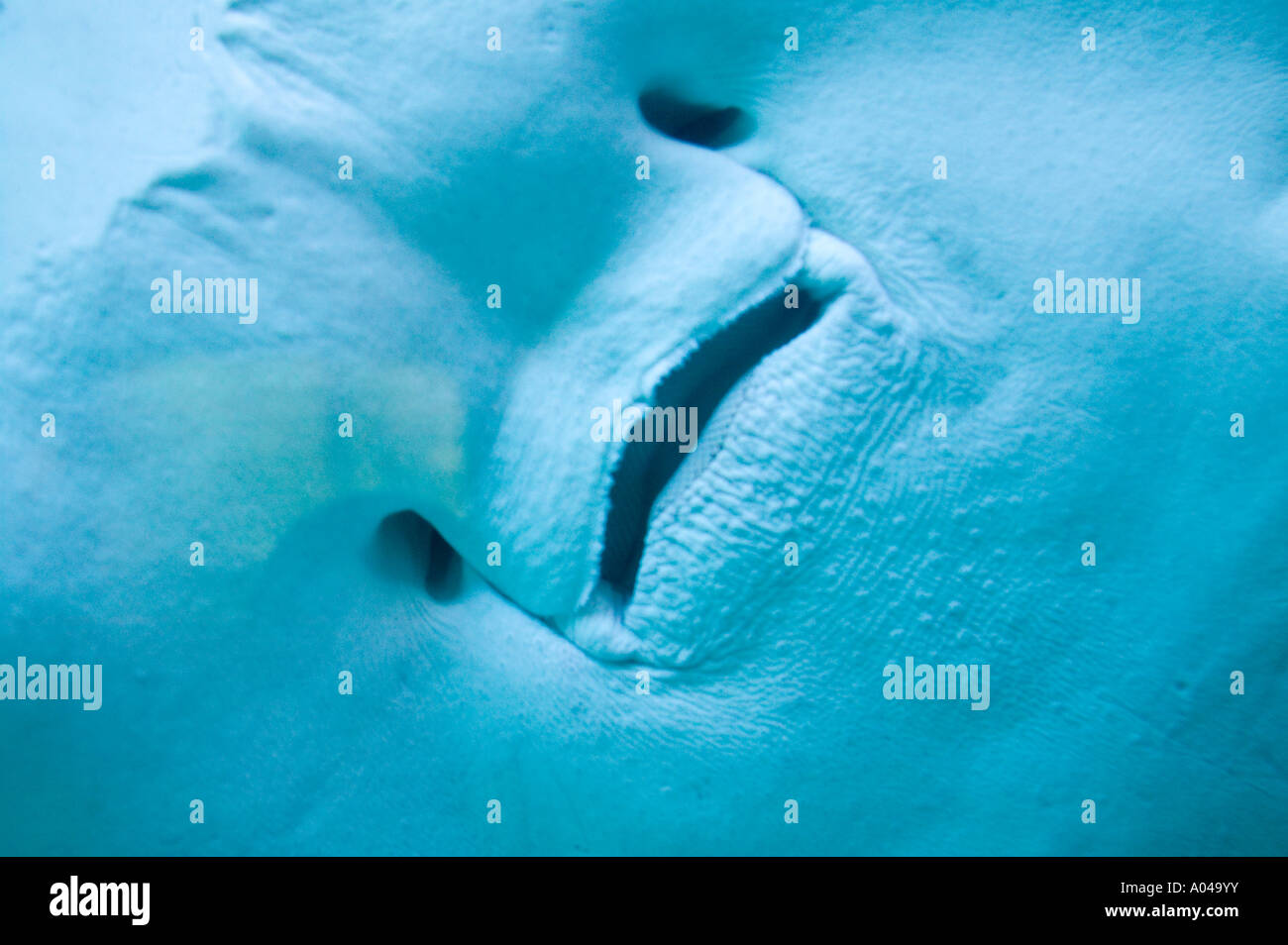 South Africa Cape Town Short Tailed Sting Ray Dasyatis brevicaudata ...